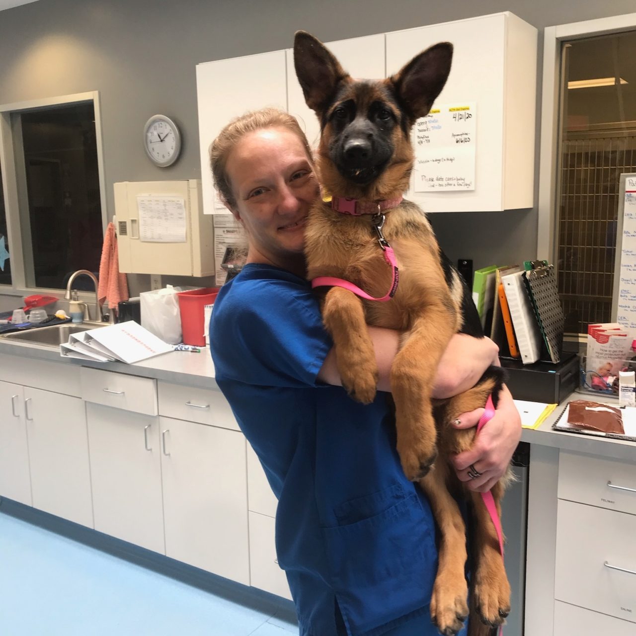 Best Veterinary Hospital In Hamburg, NY | VVCH