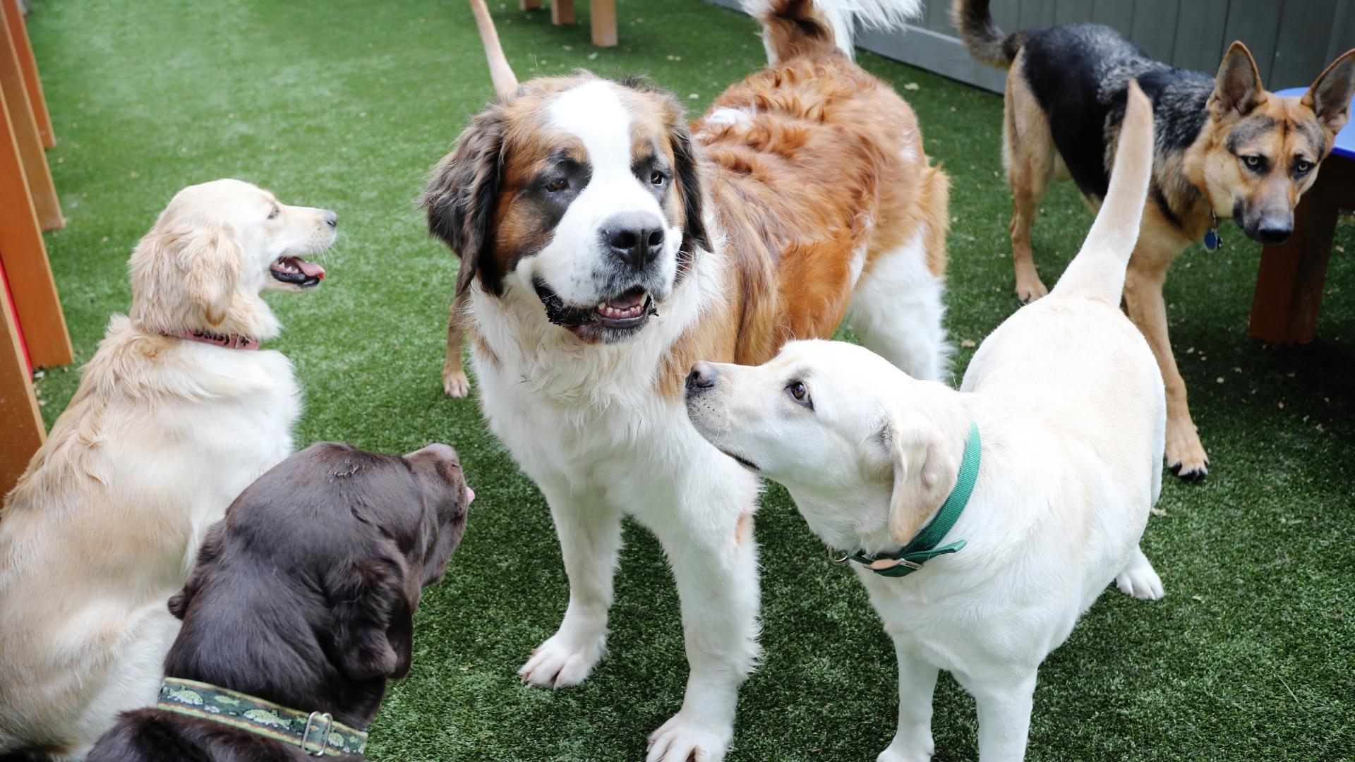 VVCH Patient Gallery | Vet Clinic In Hamburg, NY 14075