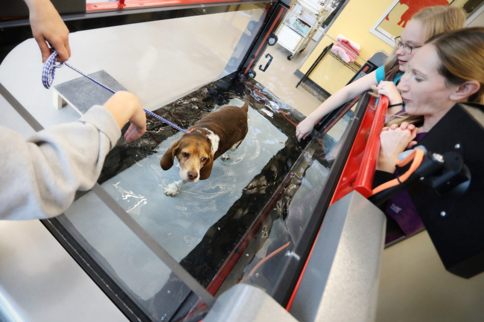 VVCH Patient Gallery | Vet Clinic In Hamburg, NY 14075