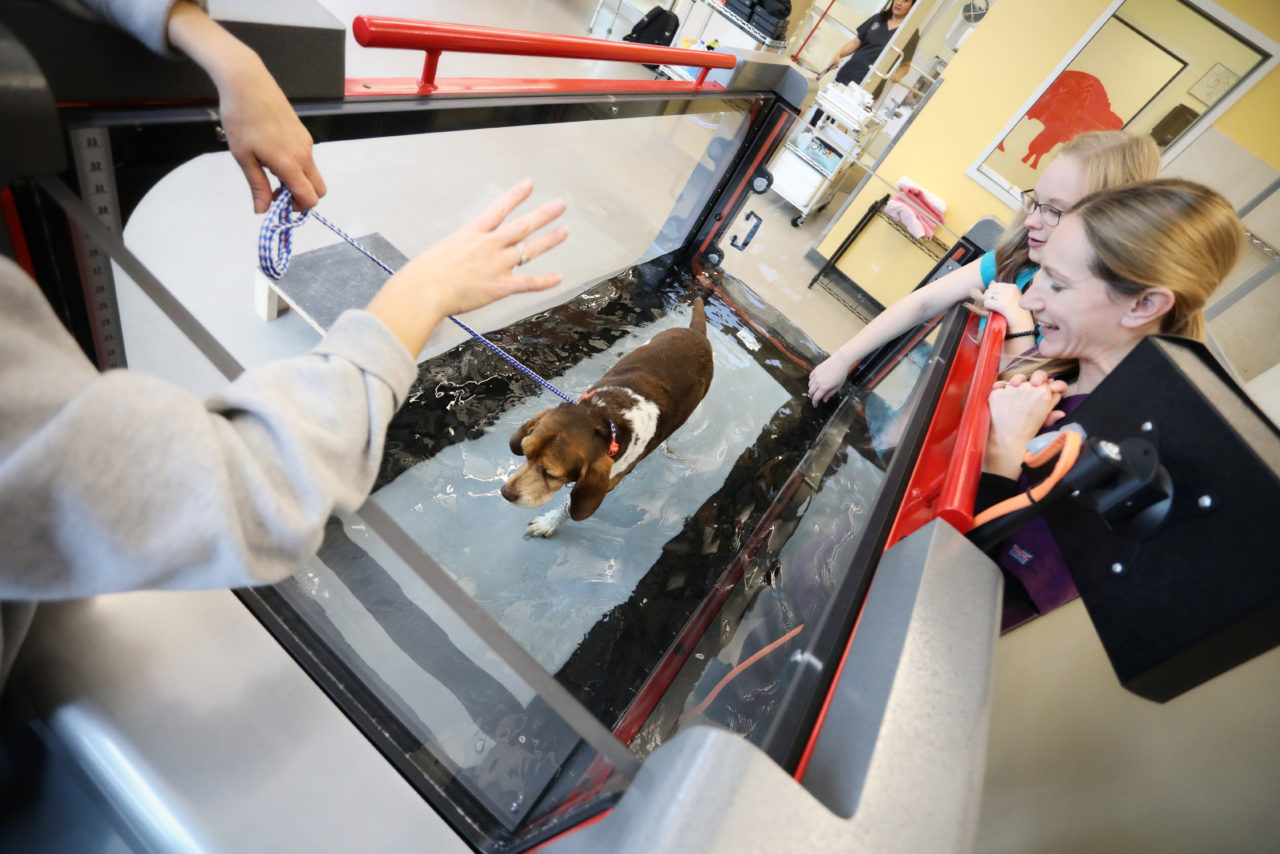 VVCH Patient Gallery | Vet Clinic In Hamburg, NY 14075