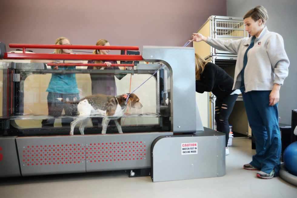 VVCH Patient Gallery | Vet Clinic In Hamburg, NY 14075