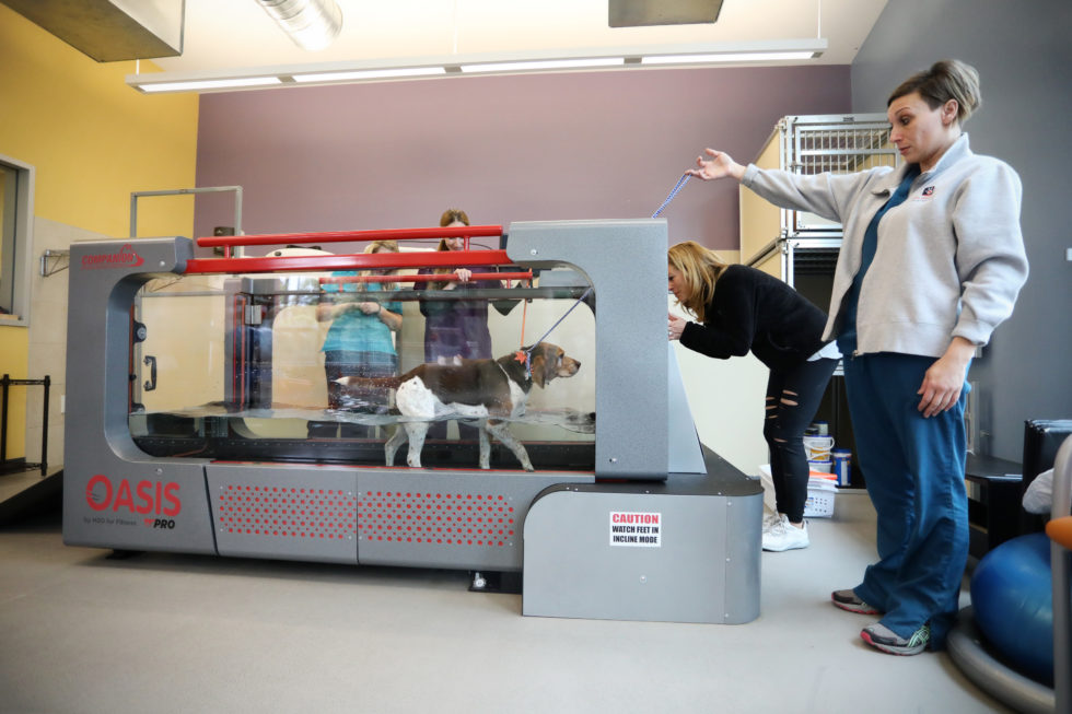 VVCH Patient Gallery | Vet Clinic In Hamburg, NY 14075