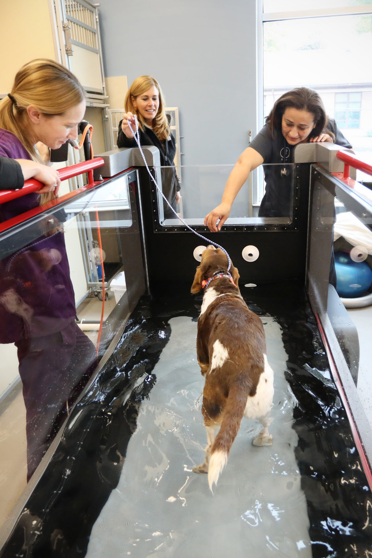 VVCH Patient Gallery | Vet Clinic In Hamburg, NY 14075