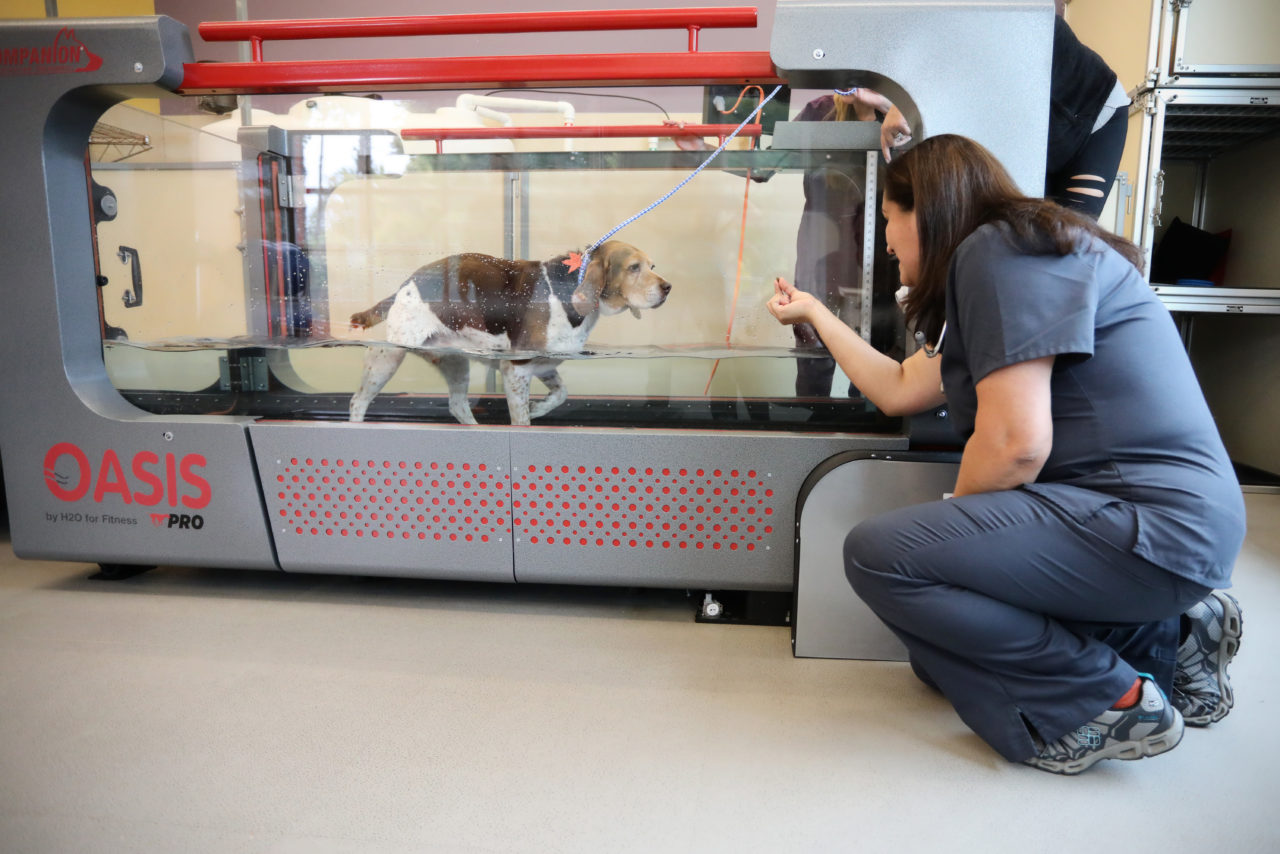 VVCH Patient Gallery | Vet Clinic In Hamburg, NY 14075