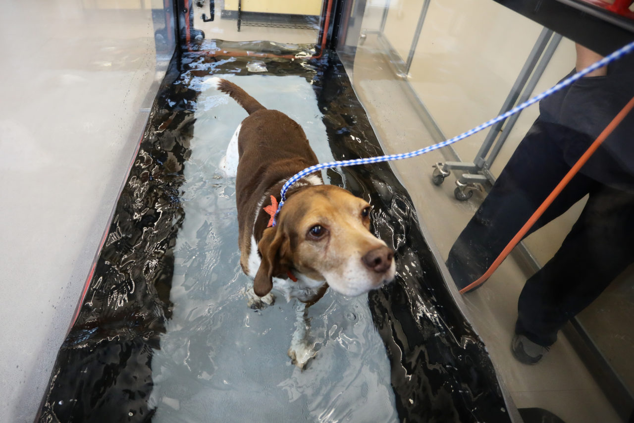 VVCH Patient Gallery | Vet Clinic In Hamburg, NY 14075