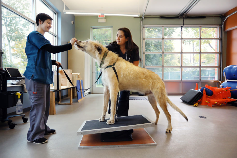 VVCH Patient Gallery | Vet Clinic In Hamburg, NY 14075