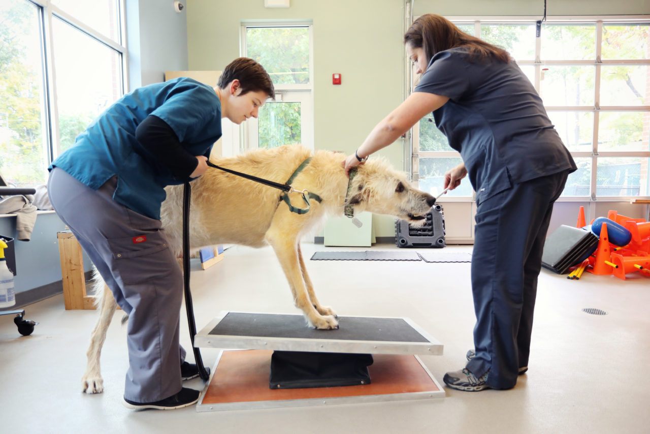 VVCH Patient Gallery | Vet Clinic In Hamburg, NY 14075