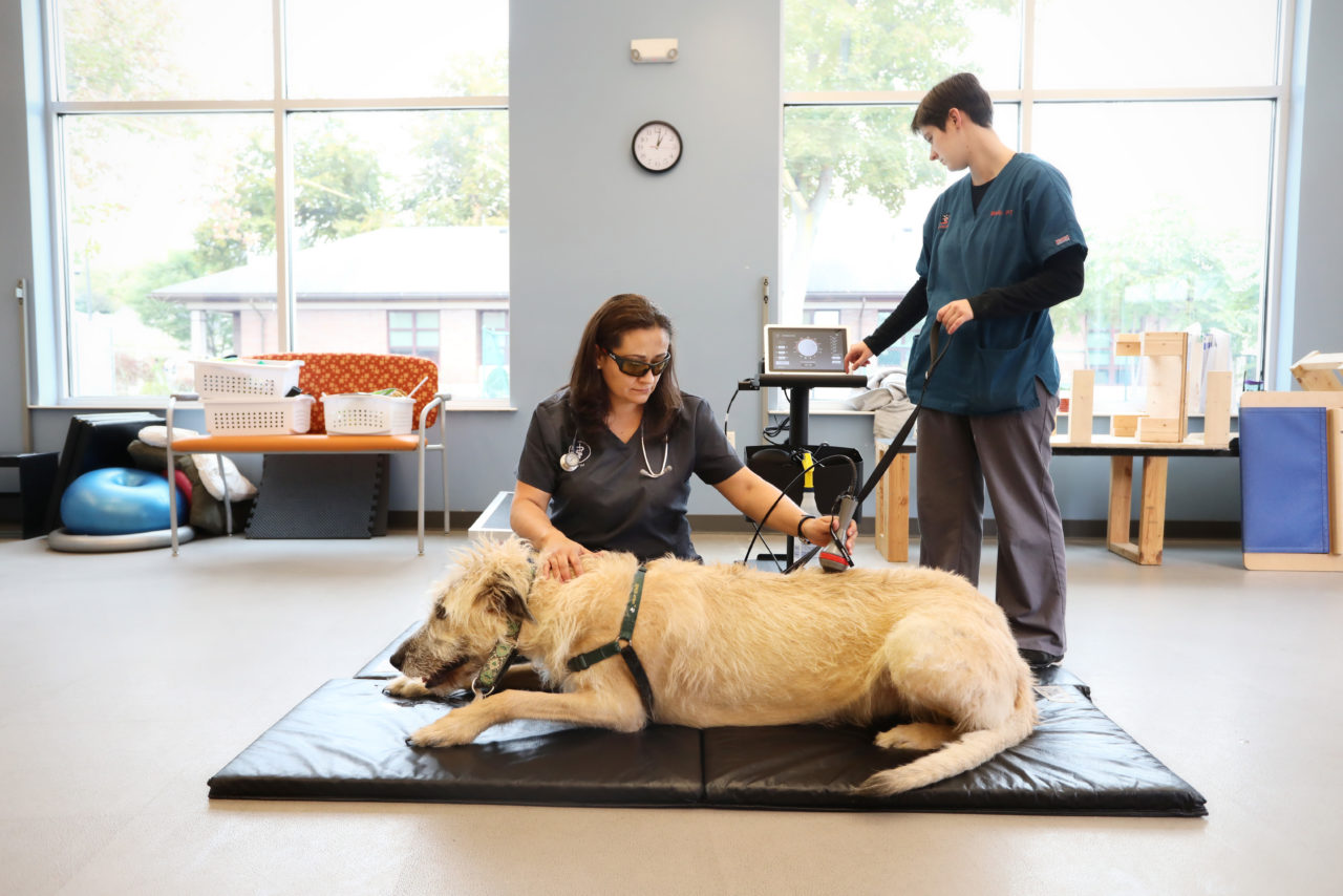 VVCH Patient Gallery | Vet Clinic In Hamburg, NY 14075