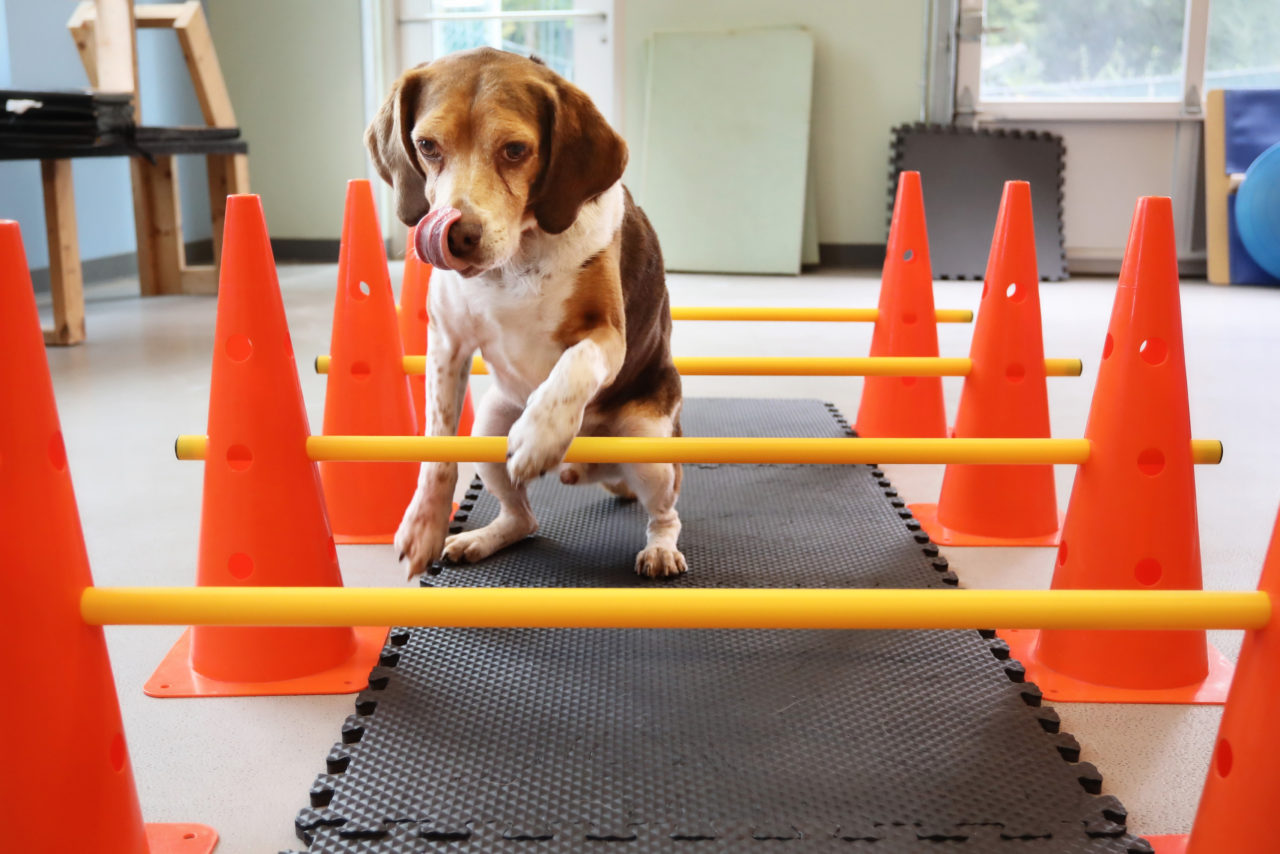 VVCH Patient Gallery | Vet Clinic In Hamburg, NY 14075