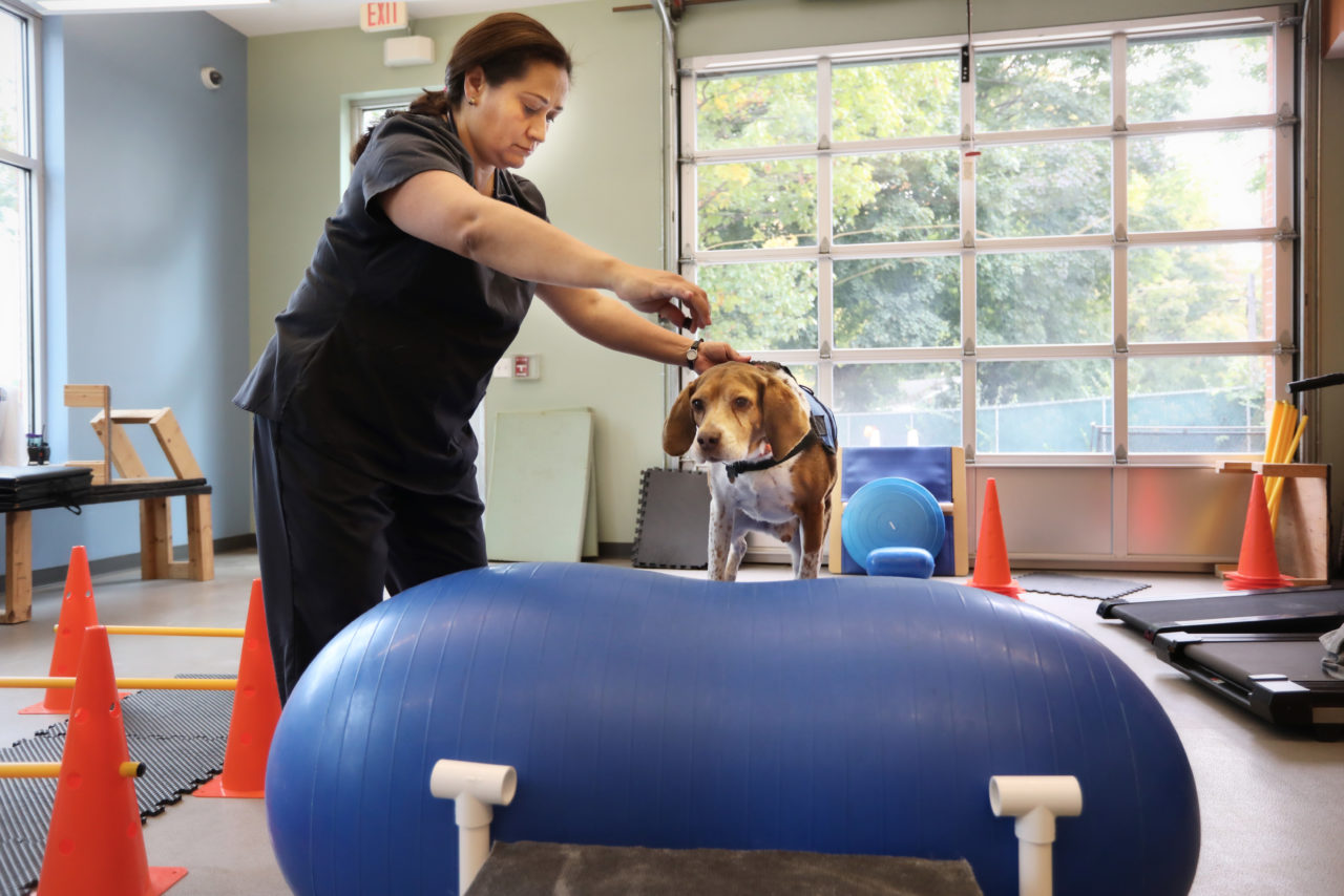 VVCH Patient Gallery | Vet Clinic In Hamburg, NY 14075