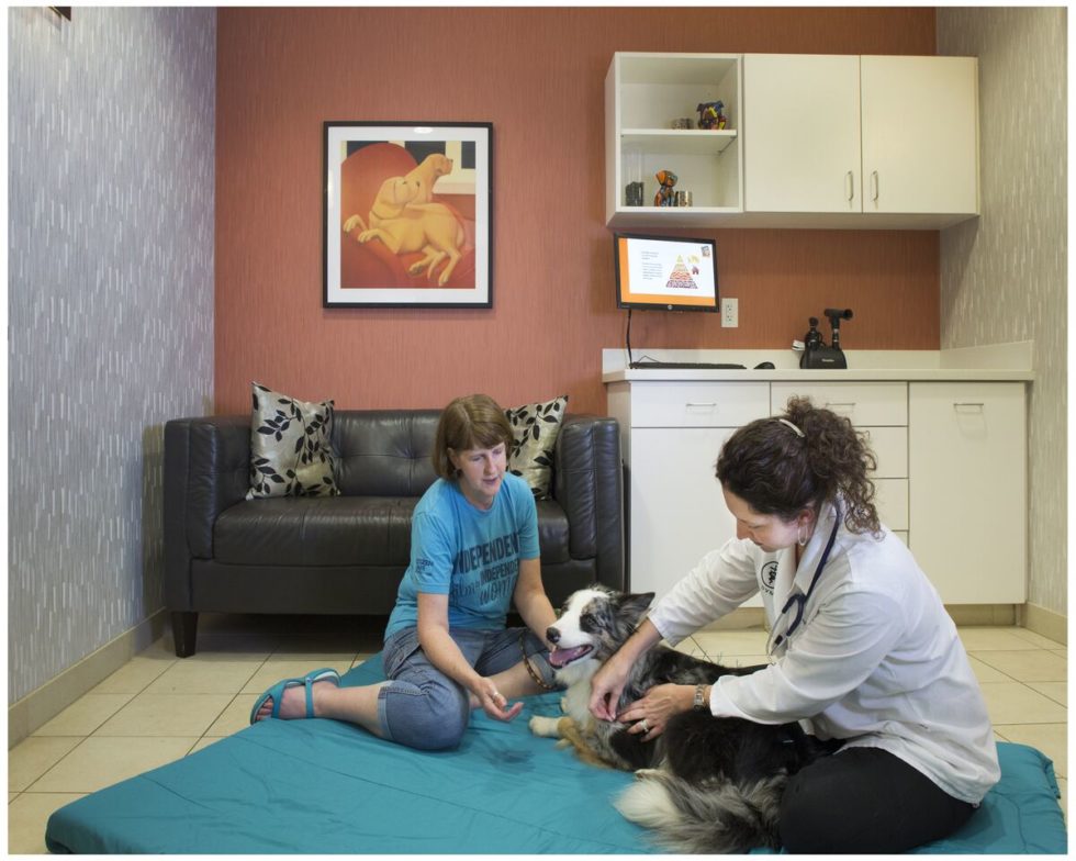 VVCH Patient Gallery | Vet Clinic In Hamburg, NY 14075