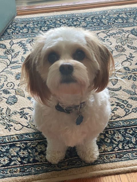 VVCH Patient Gallery | Vet Clinic In Hamburg, NY 14075