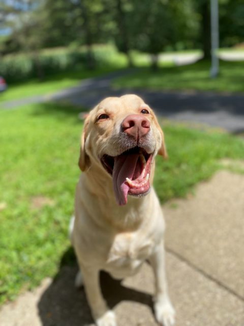 VVCH Patient Gallery | Vet Clinic In Hamburg, NY 14075